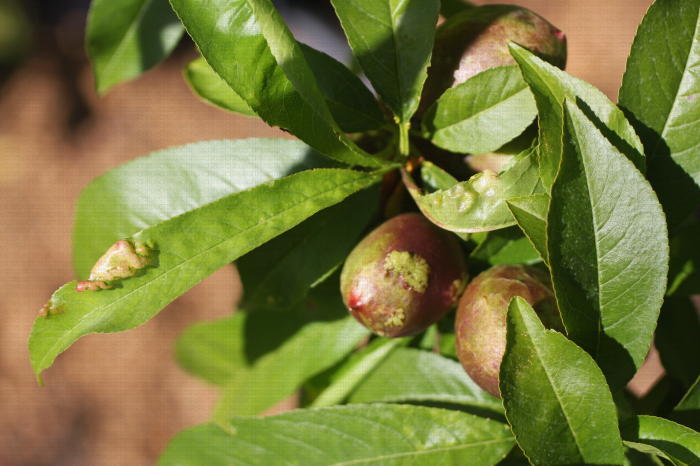 Cloque du pêcher, symptôme sur feuille et sur fruit (nectarine ...