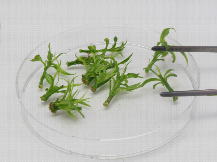 Démarrage de bourgeons axillaires ou terminaux introduits in vitro d'un ...
