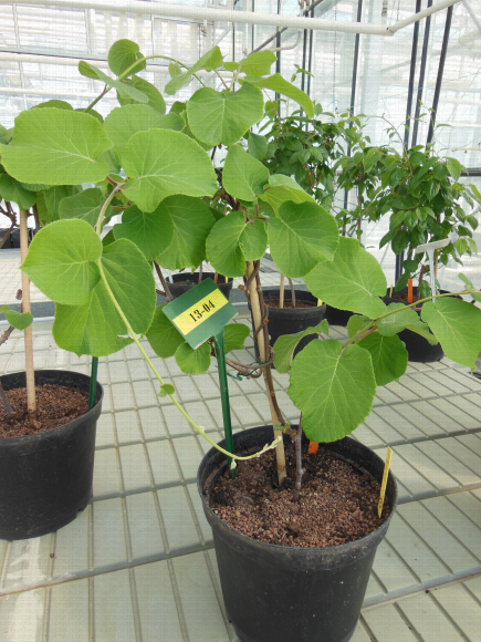 Pied mère d'Actinidia chinensis pour mise en culture in vitro ...