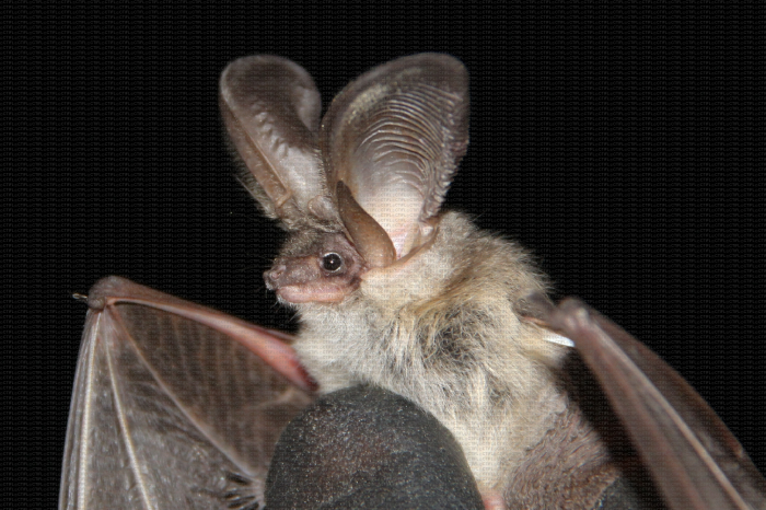 Diversité faunistique Balandran - Oreillard gris (Plecotus austriacus ...