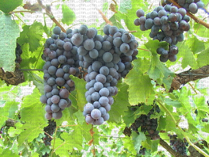 Muscat de Hambourg, variété de raisin de table - Phototheque du Ctifl