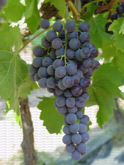 Muscat de Hambourg, variété de raisin de table - Phototheque du Ctifl