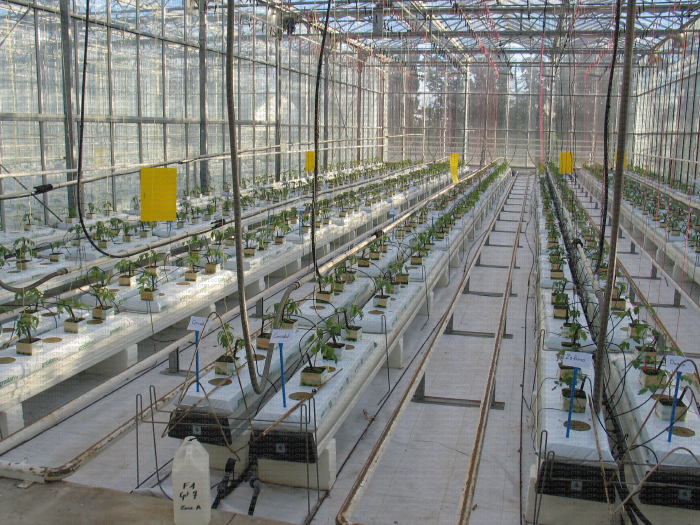 Culture de variétés de tomate sous serre - Phototheque du Ctifl