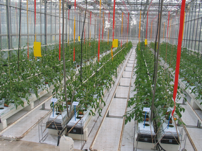 Culture de variétés de tomate sous serre - Phototheque du Ctifl