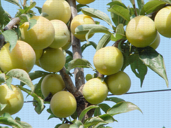 TC Sun, variété de prune américano-japonaise - Phototheque du Ctifl