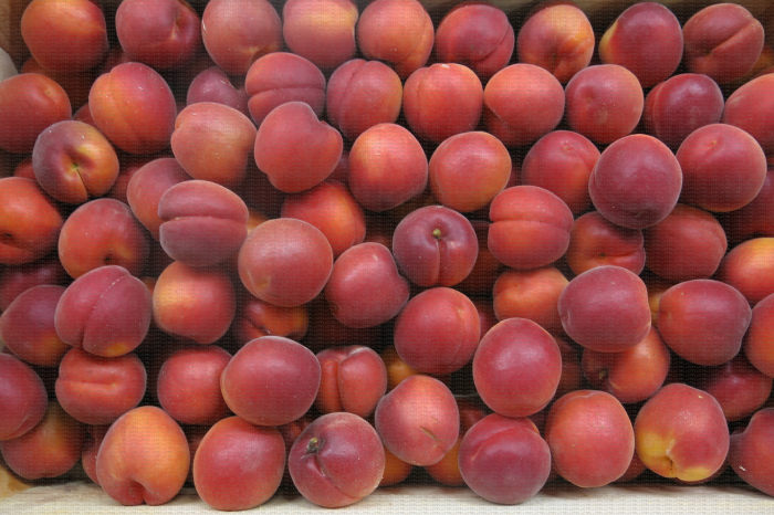 Abricot rouge - Phototheque du Ctifl