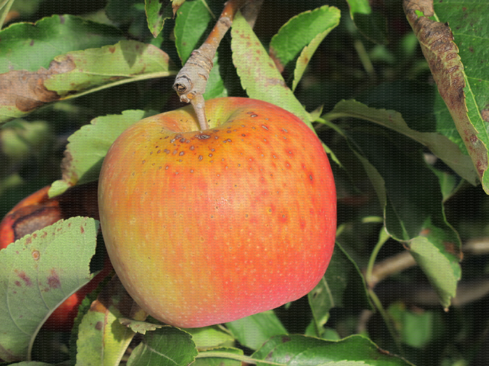 Coup de soleil sur pomme - Phototheque du Ctifl