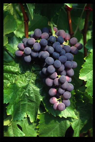 Variété de raisin noir apyrene, Pasiga - Phototheque du Ctifl