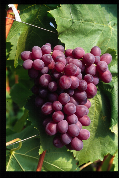 Variété de raisin rose, Queen - Phototheque du Ctifl