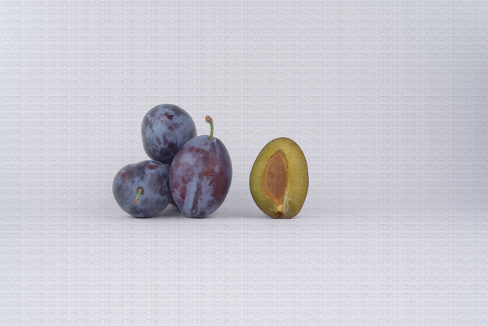 Variété de prune : Quetsche d'Alsace - Phototheque du Ctifl