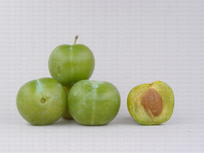 Variété de prune : Reine Claude verte - Phototheque du Ctifl