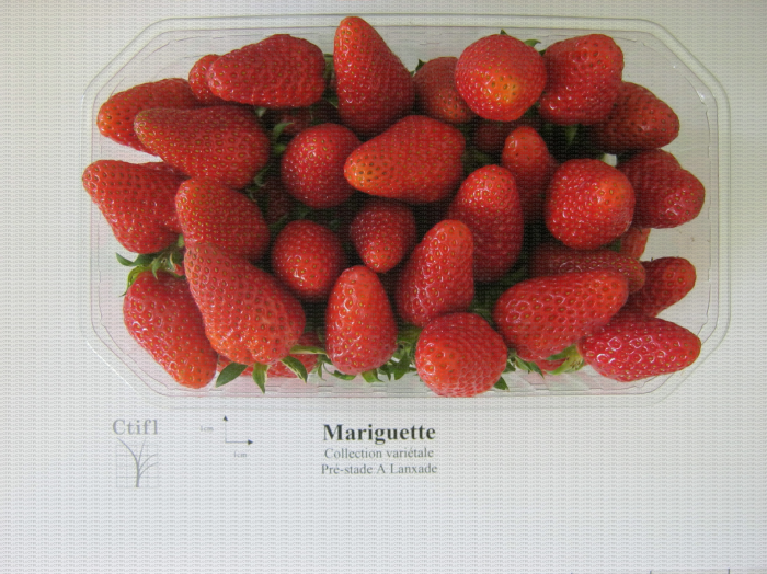 Présentation en barquette de la variété de fraise Mariguette ...