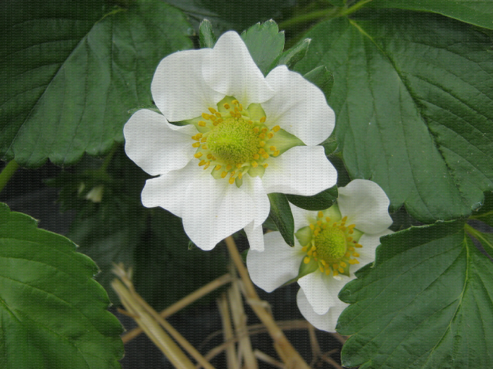 Une fleur de fraisier - Phototheque du Ctifl