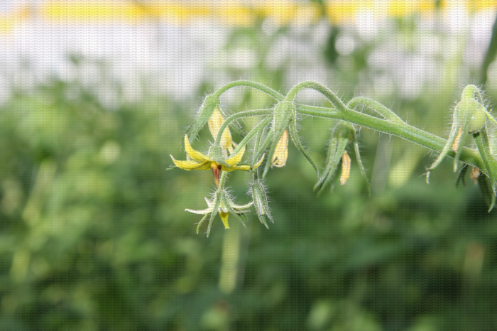 Inflorescence de la tomate - Phototheque du Ctifl