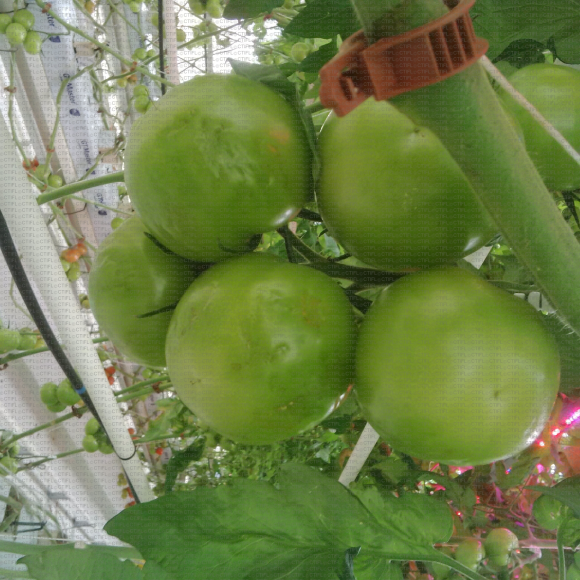 Peau de crapaud sur les fruits de tomate - Phototheque du Ctifl
