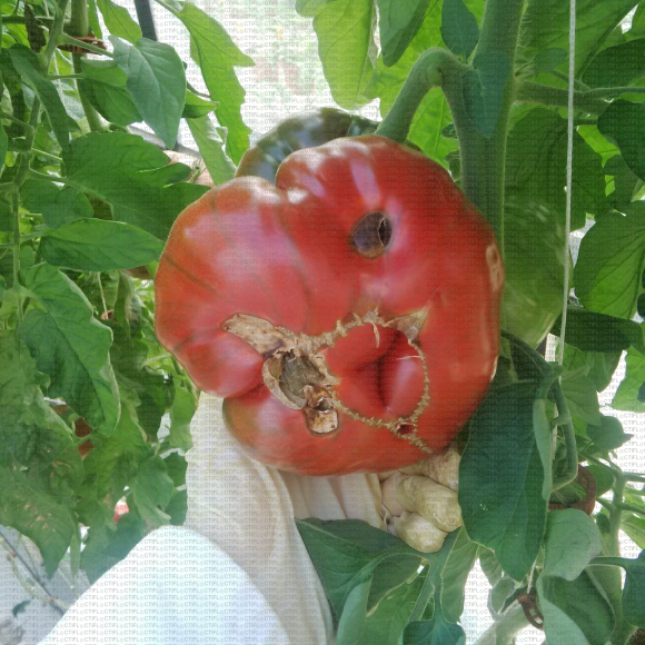 Nécrose apicale (cul noir) sur un fruit de tomate - Phototheque du Ctifl