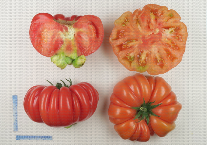 Variété de tomate de type ancien côtelé et rouge - Phototheque du Ctifl