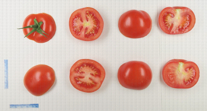 Tomate grappe en coupe - Phototheque du Ctifl