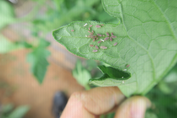 Puceron sur une feuille de tomate - Phototheque du Ctifl