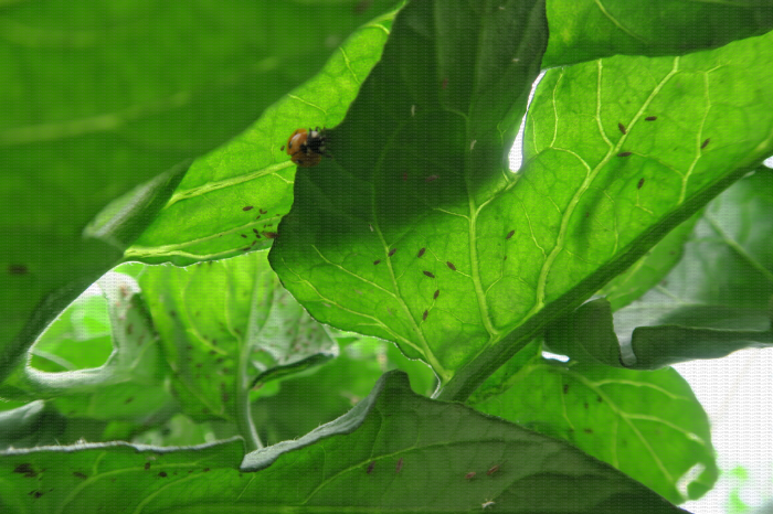 Coccinelle et pucerons sous des feuilles de tomate - Phototheque du Ctifl