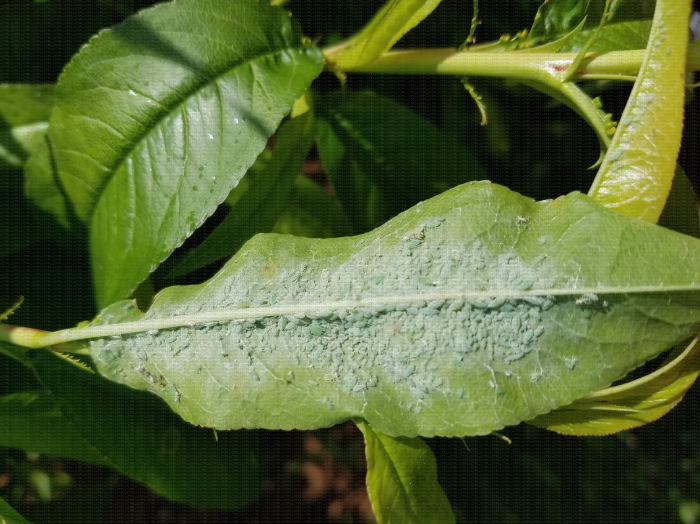Pucerons farineux sur pêcher - Phototheque du Ctifl