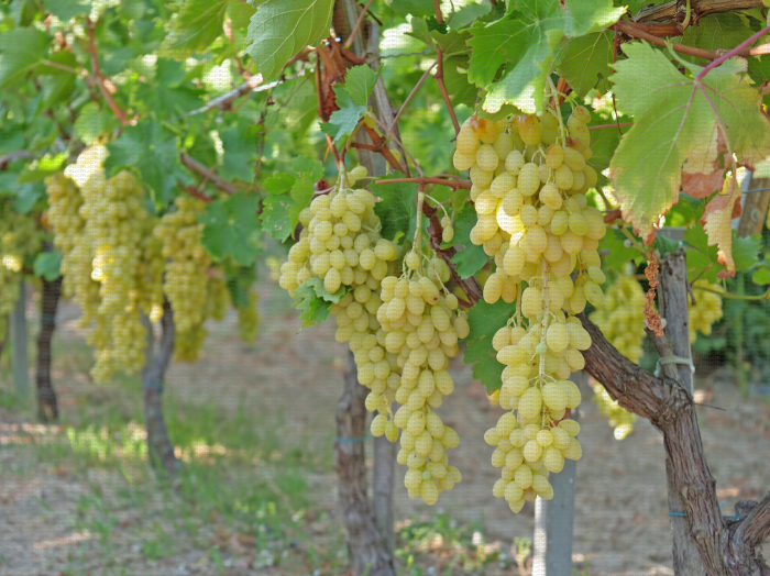 Centennial, variété de raisin de table - Phototheque du Ctifl