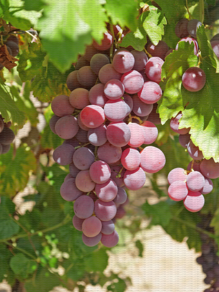 Red Globe, variété de raisin de table - Phototheque du Ctifl