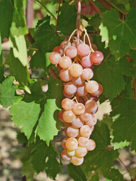 Red Globe, variété de raisin de table - Phototheque du Ctifl