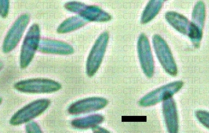 Conidies de Colletotrichum acutatum - Phototheque du Ctifl
