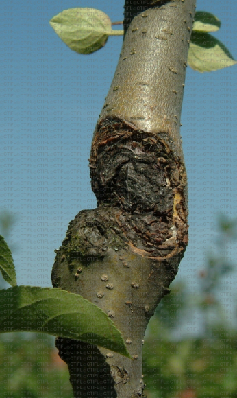 Chancre à Nectria - Phototheque du Ctifl