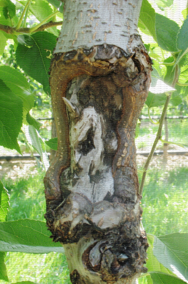 Chancre à Nectria (Golden Delicious) - Limousin - Phototheque du Ctifl