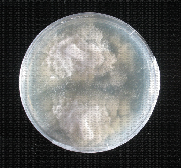 Phytophthora cinnamomi en culture - Phototheque du Ctifl