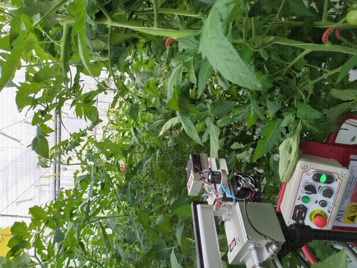 Caractérisation de la photosynthèse sur tomate - Phototheque du Ctifl