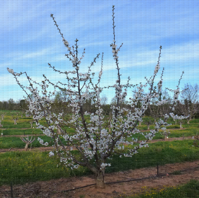 Cerise - Variété de cerise ASF 09-07 : arbre en 7e feuille ...