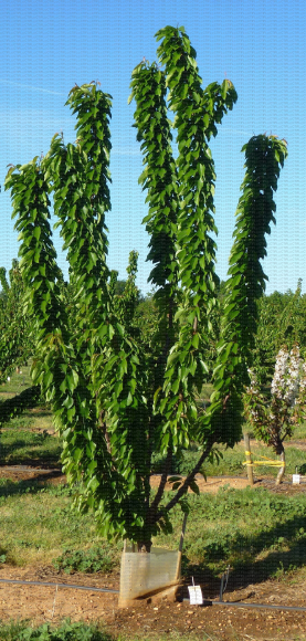 Cerise - Variété de cerise Nimba : arbre en 3e feuille, port érigé ...