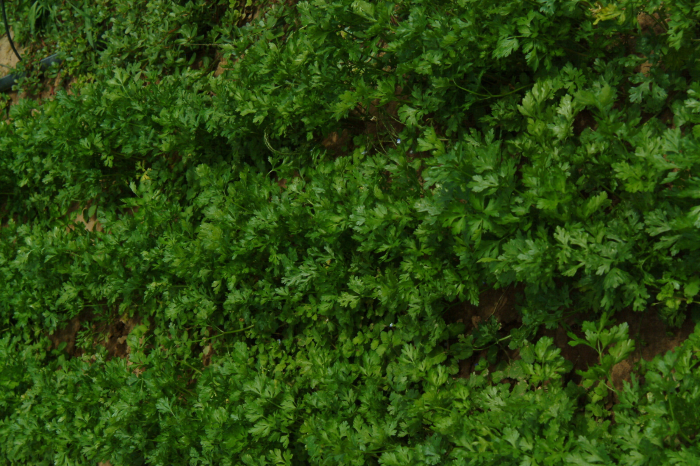 Persil simple, dit plat - Phototheque du Ctifl