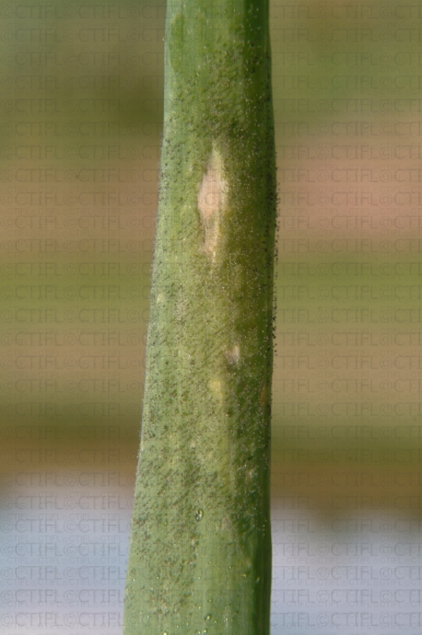 Fructification de mildiou sur feuille d'oignon - Phototheque du Ctifl