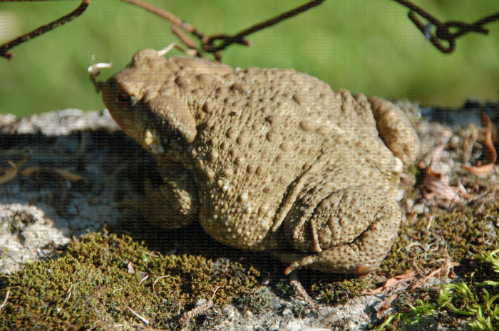 Crapaud - Phototheque du Ctifl