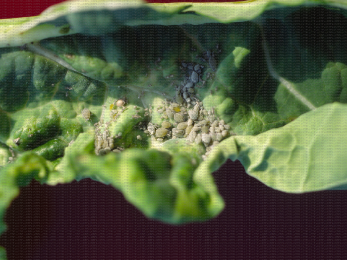 Colonie de pucerons cendrés sur feuille de chou - Phototheque du Ctifl