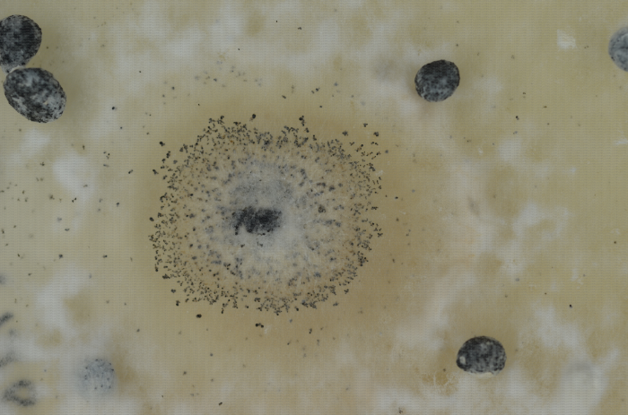 Sclérote de Sclerotinia sclerotiorum colonisé par un champignon ...