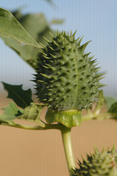 Capsule épineuse verte, fruit de datura - Phototheque du Ctifl
