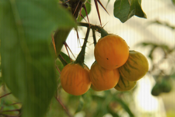 Solanum atropurpureum, fructification - Phototheque du Ctifl