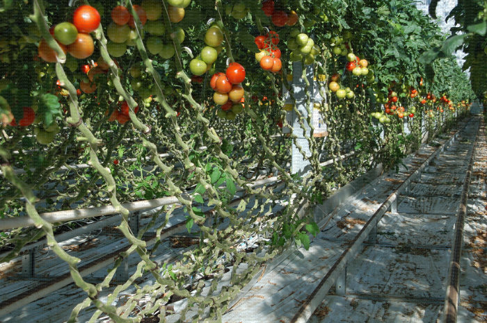 Culture tomate hors sol - Phototheque du Ctifl
