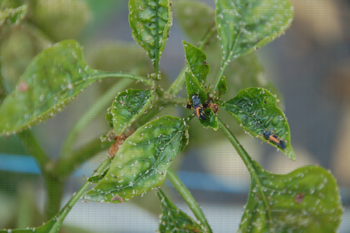 Dégâts de pucerons sur poivron avec présence de larves de coccinelles ...