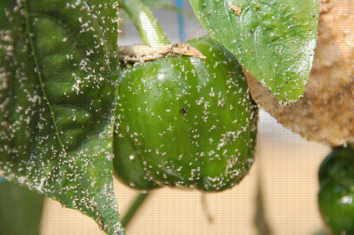 Dégâts sur poivron d'une forte attaque de pucerons - Phototheque du Ctifl