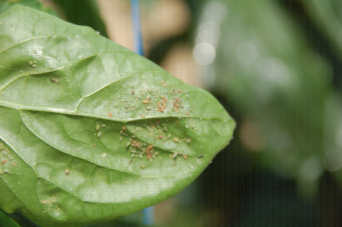 Colonie de pucerons à différents stades de développement sur une ...