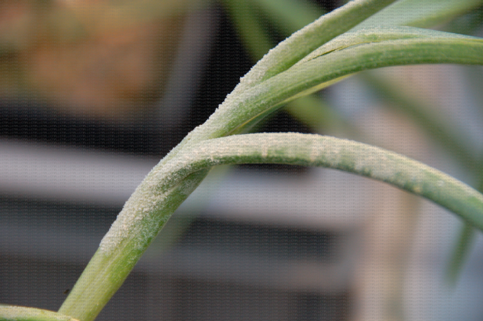 Colonie d'acariens, Aceria tulipae, sur feuille d'ail - Phototheque du ...