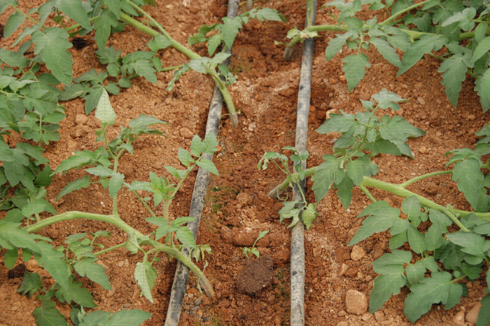 Système d'irrigation au goutte-à -goutte en culture de tomates ...