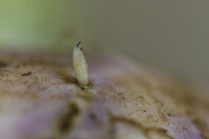 Larve de mouche du chou, Delia radicum, sur navet - Phototheque du Ctifl