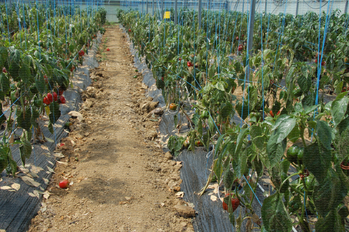 Vue d'une culture de poivron fortement colonisée par les pucerons ...